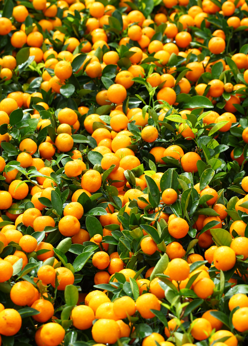 Citrus 6-3-3 Organic Fertilizer Blend, 5lb – Sow Exotic