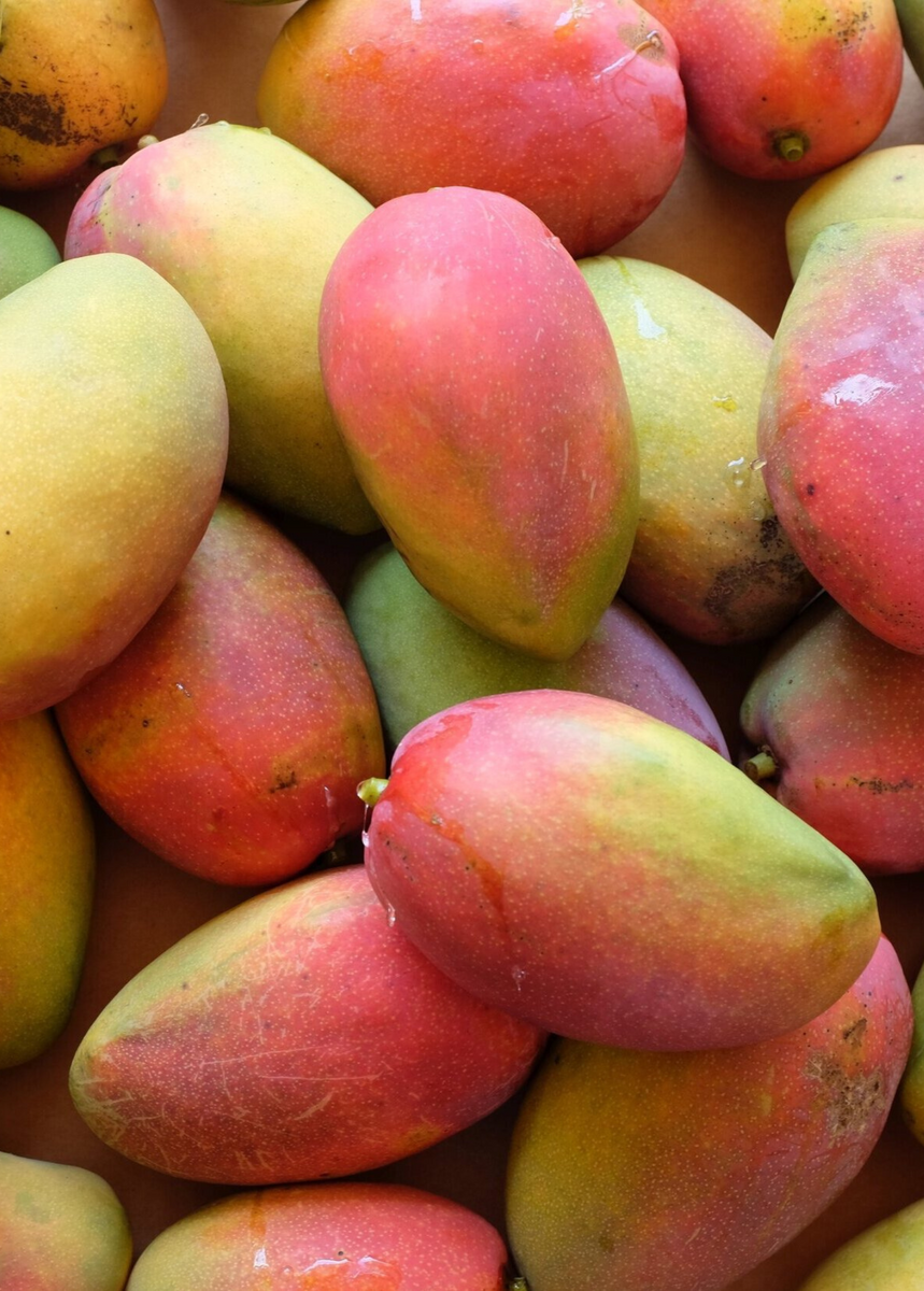 Cogshall Mango Fruit Trees For Sale - SowExotic.com – Sow Exotic