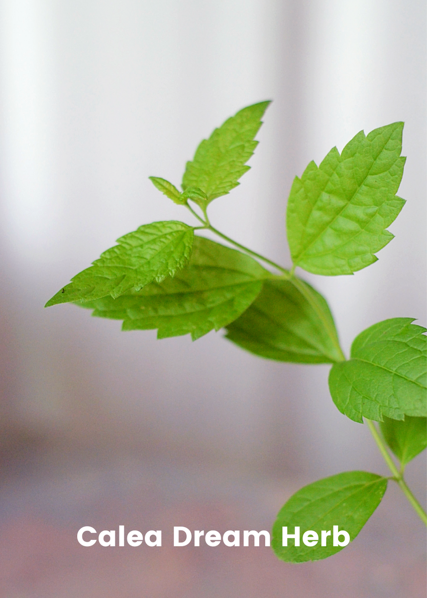 Sleepy Herb Bundle: Valerian Root, African Dream Root & Calea Dream ...