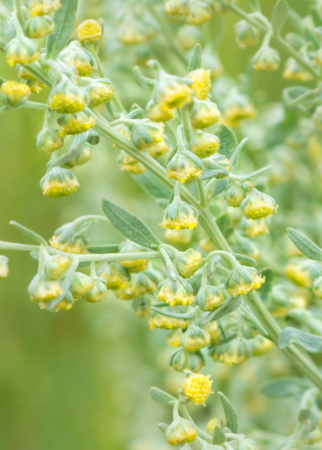 Artemisia Pallens Medicinal Uses