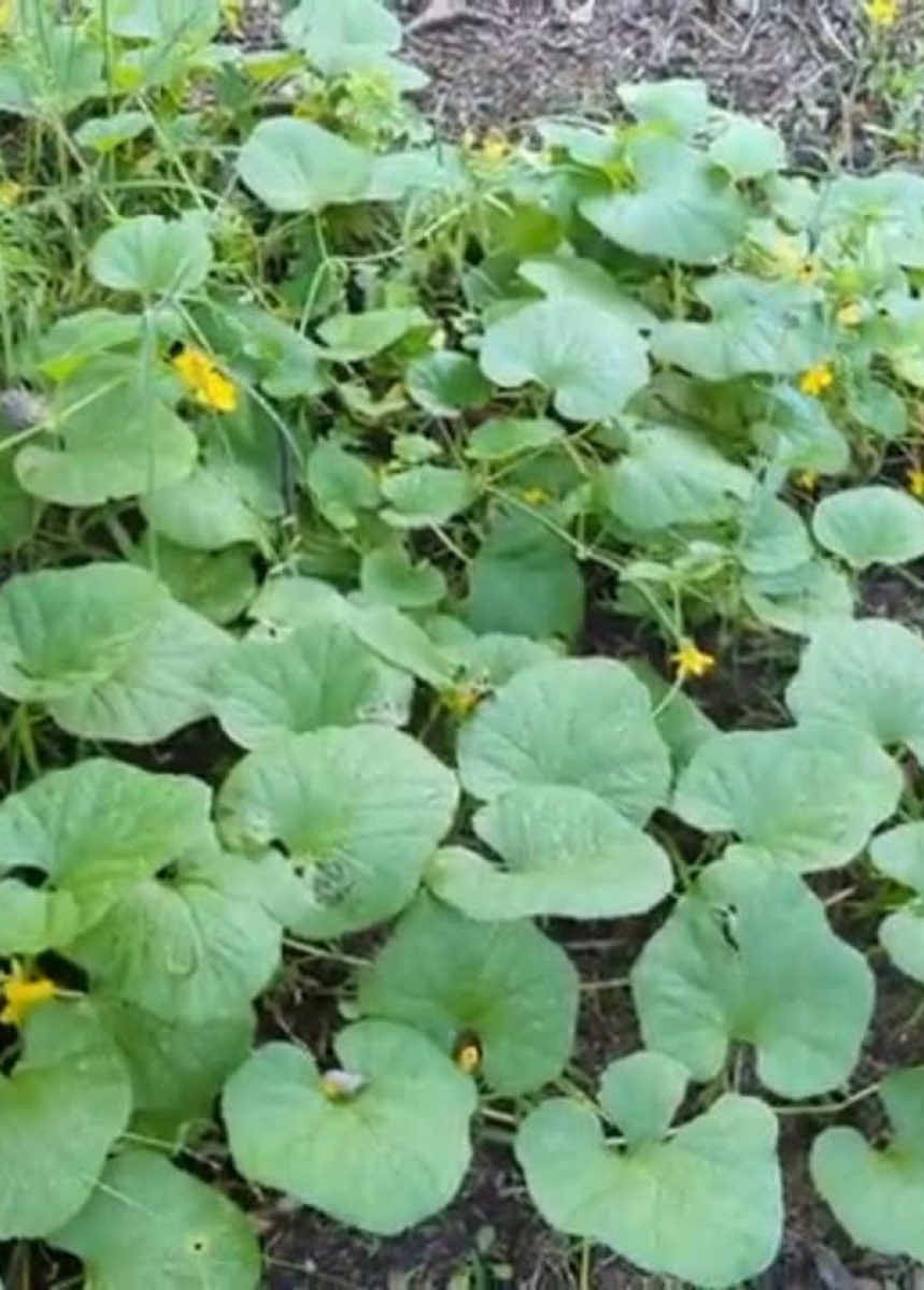 Dosakai Cucumber Plants for Sale - SowExotic.com – Sow Exotic