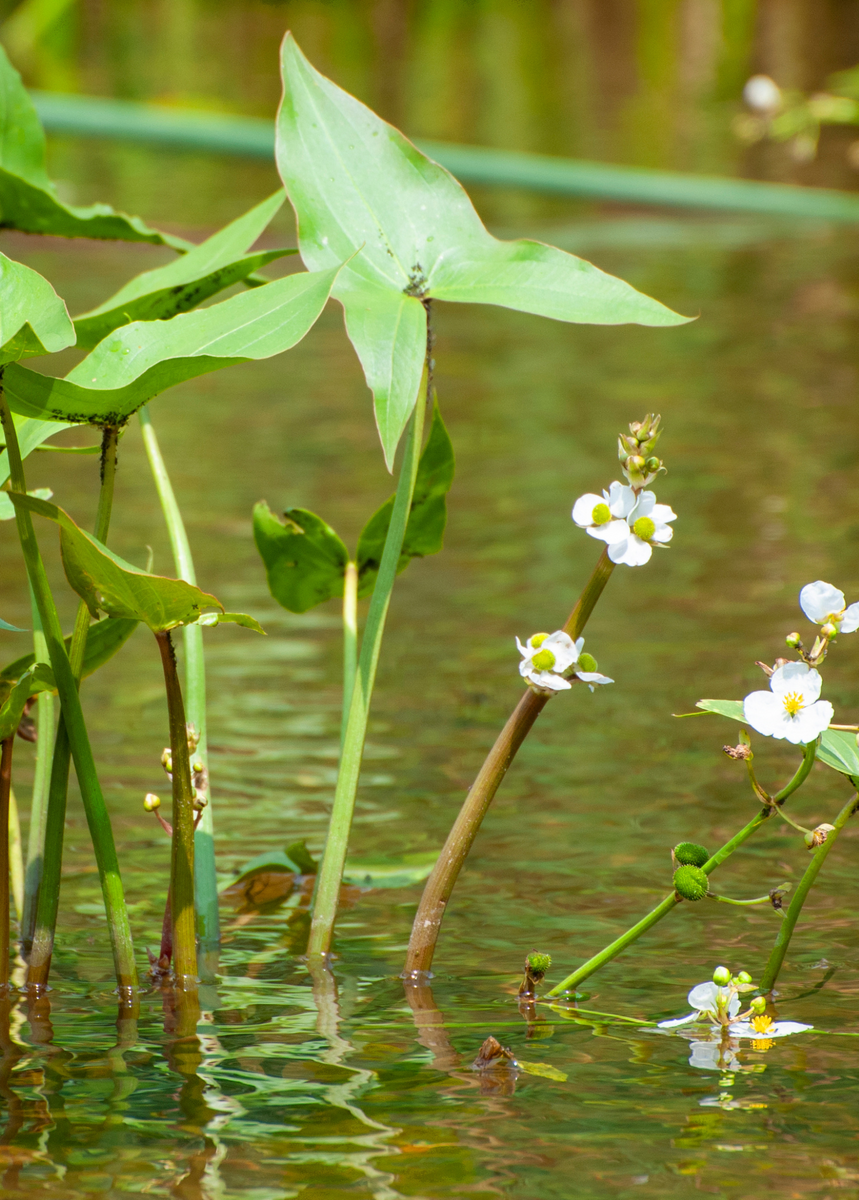 Native Duck Potato Plants For Sale - SowExotic.com – Sow Exotic