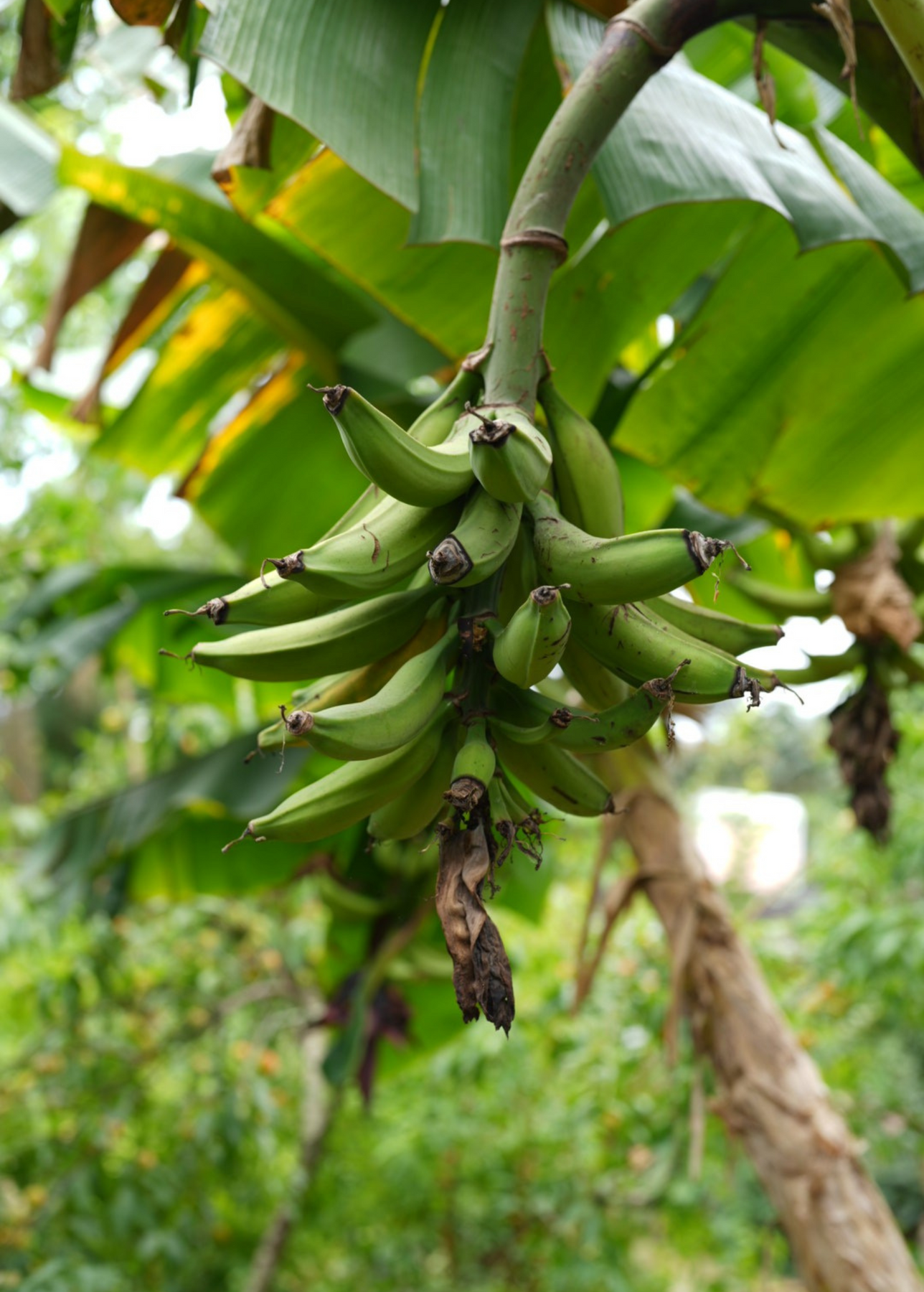 Puerto Rican Plantain | Tropical Fruit Tree | Sow Exotic