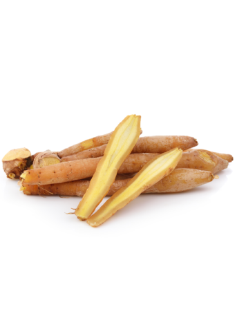 Fingerroot | Rare Medicinal Root | Sow Exotic