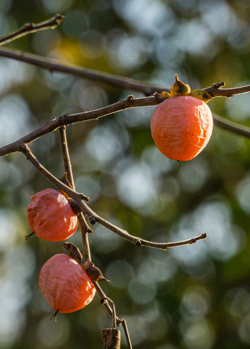 Florida Native Persimmon Fruit Tree For Sale - SowExotic.com – Sow Exotic