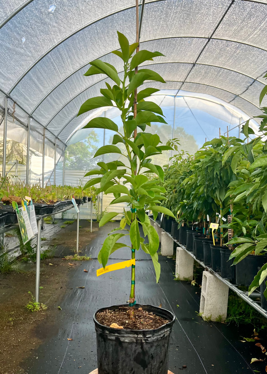 Donnie Avocado Trees for Sale - SowExotic.com – Sow Exotic