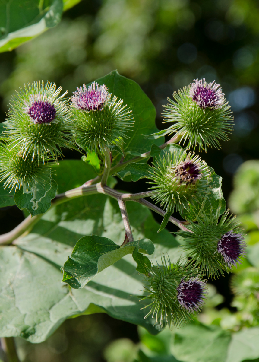 Greater Burdock (Gobo) Plants For Sale - SowExotic.com – Sow Exotic