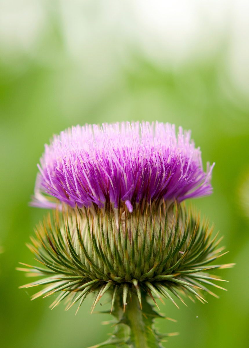 Greater Burdock (Gobo) Plants For Sale - SowExotic.com – Sow Exotic