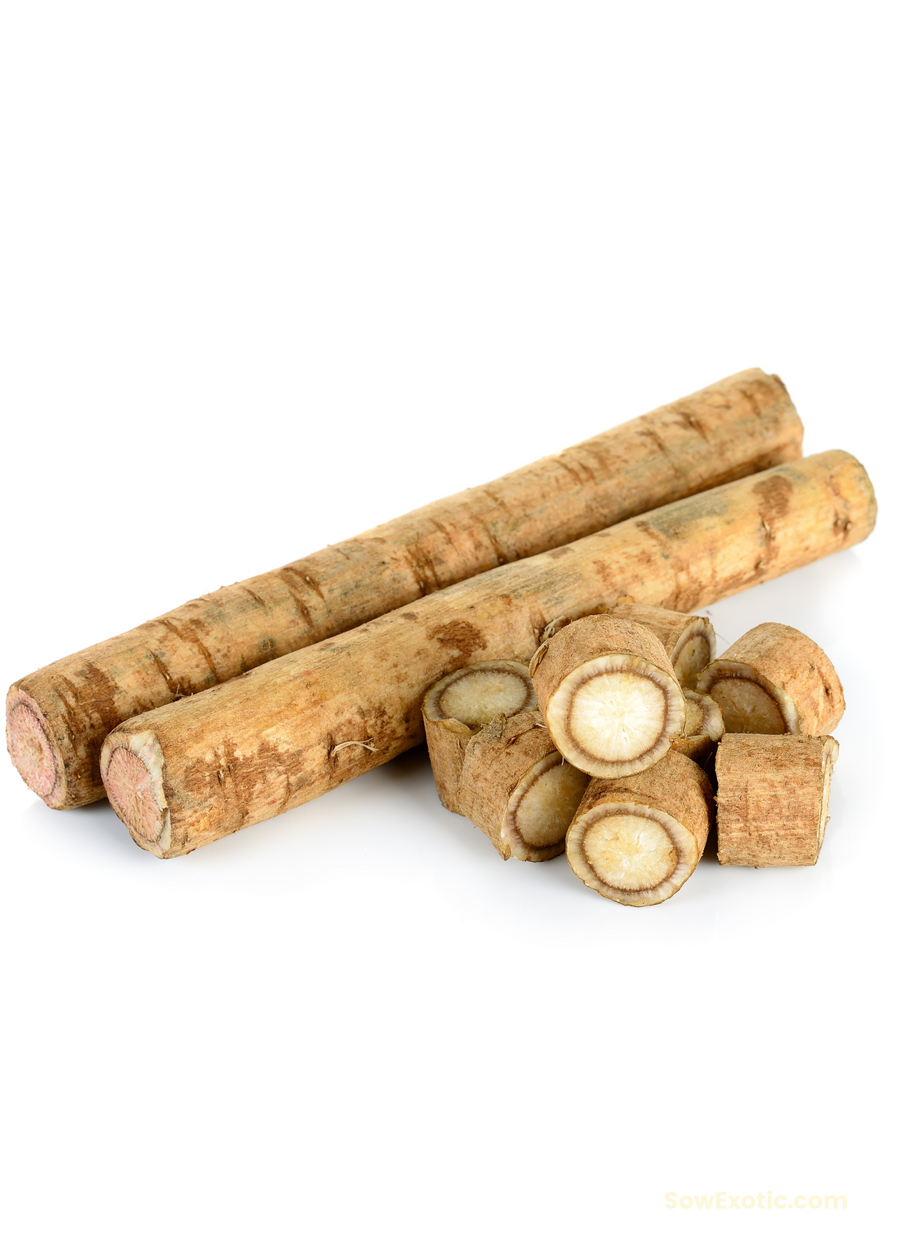 Greater Burdock (Gobo) Plants For Sale - SowExotic.com – Sow Exotic