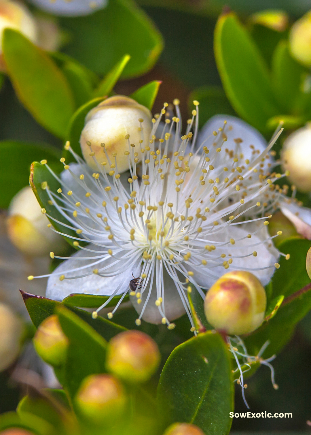 Myrtus Communis
