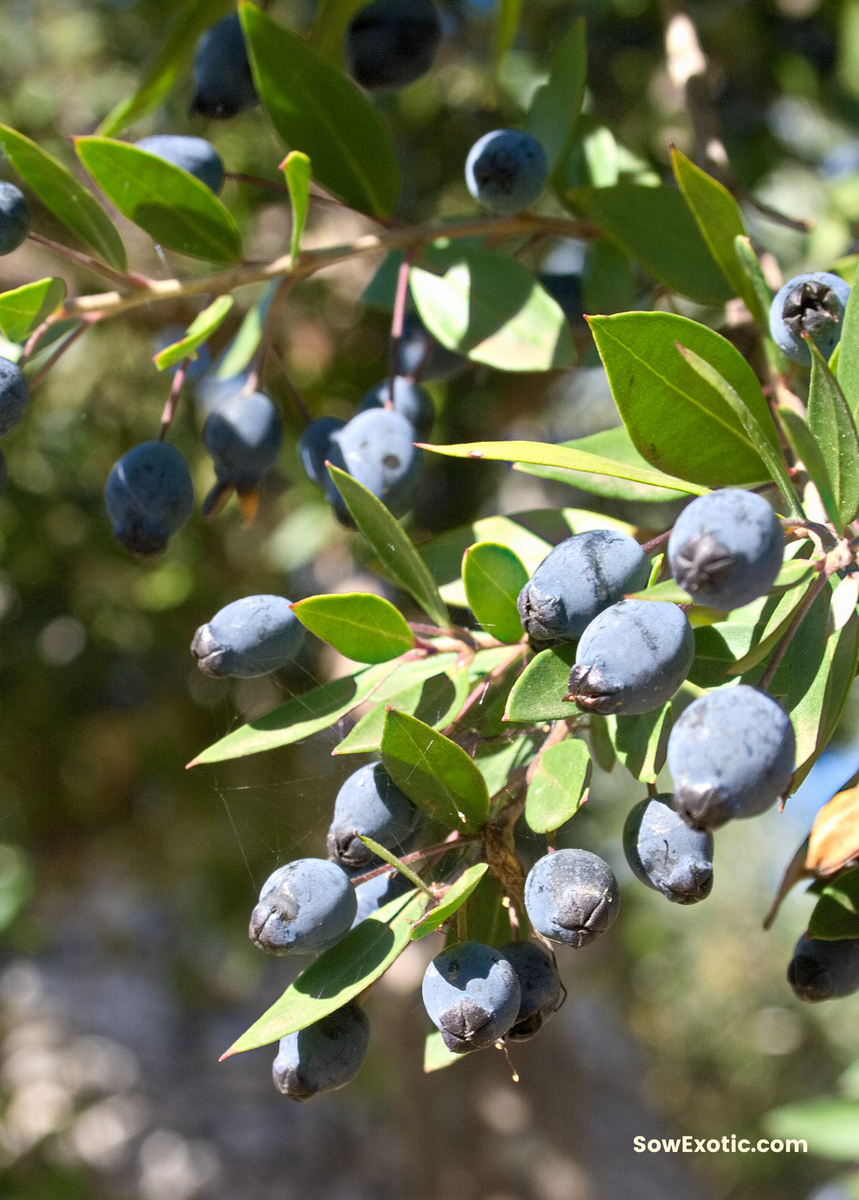 Greek Myrtle, Mediterranean Myrtle Fruit Trees For Sale- SowExotic.com ...