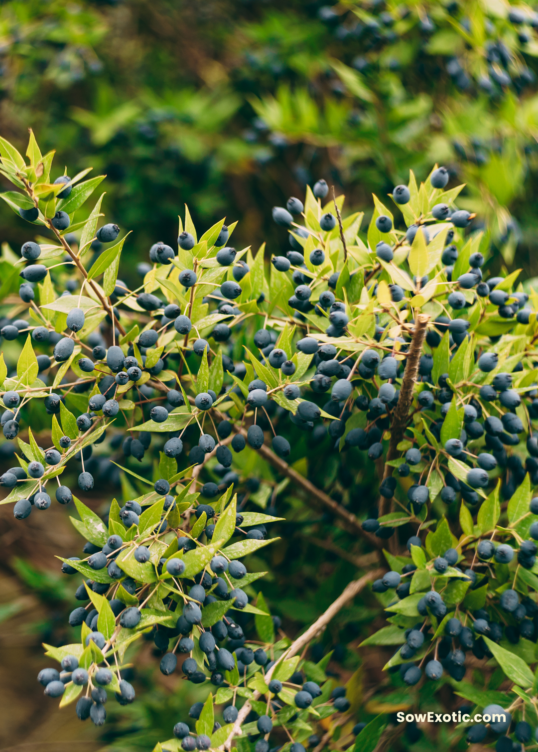 Myrtus Communis