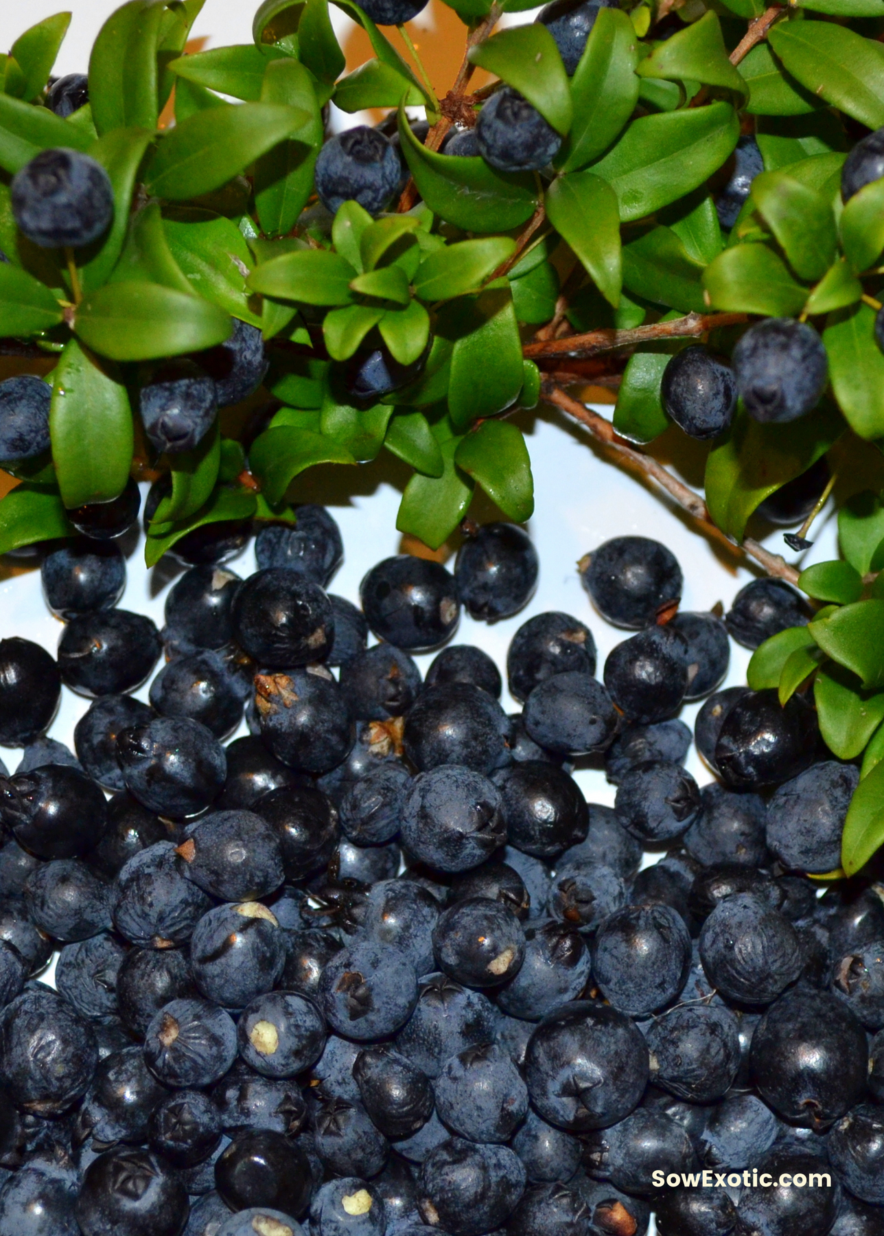 Greek Myrtle, Mediterranean Myrtle Fruit Trees For Sale- SowExotic.com ...