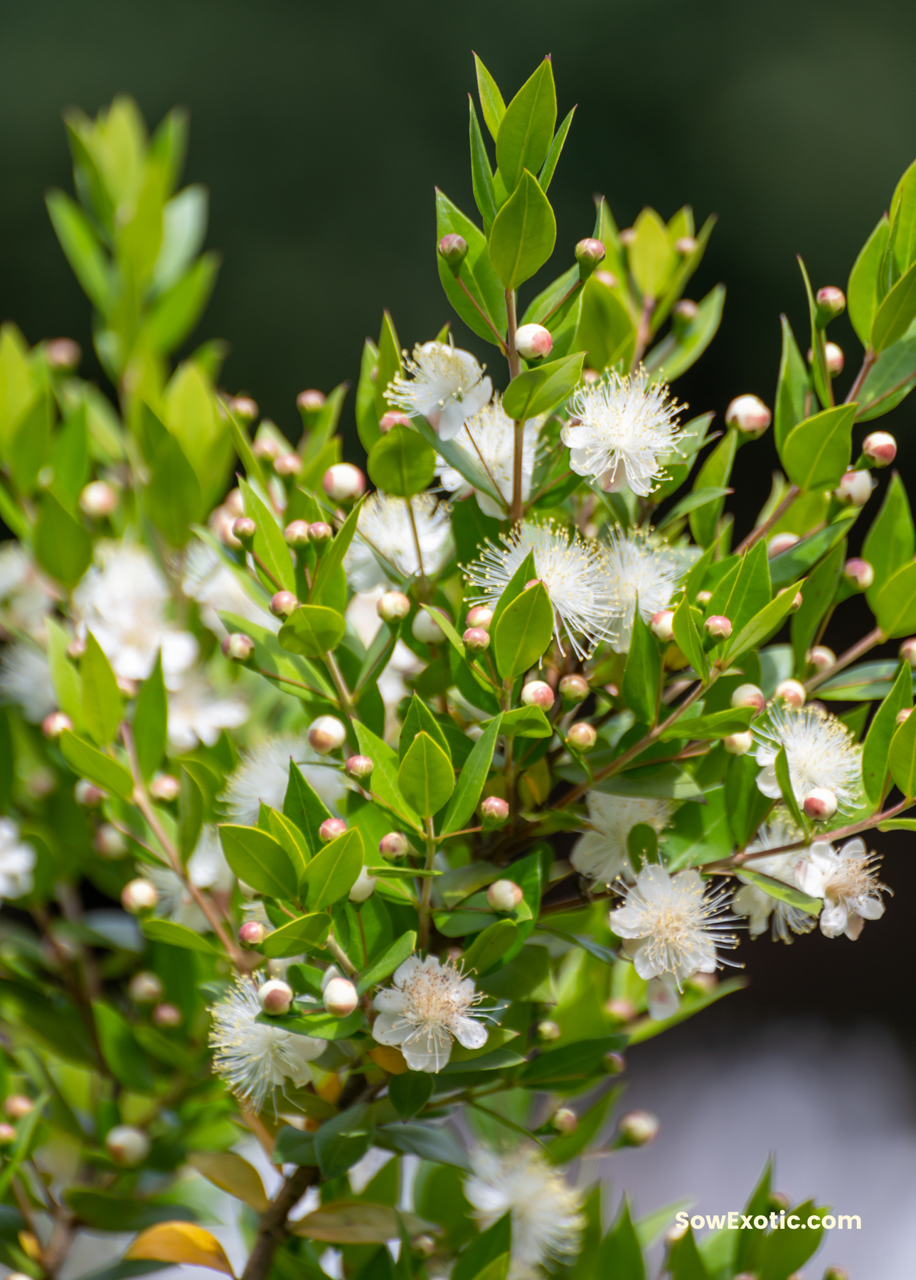 Greek Myrtle, Mediterranean Myrtle Fruit Trees For Sale- SowExotic.com ...