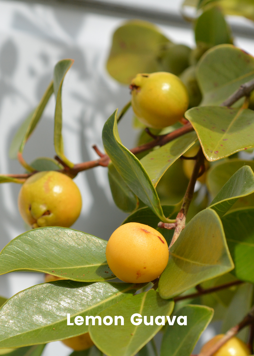 Guava Bundle: Strawberry Guava & Lemon Guava – Sow Exotic