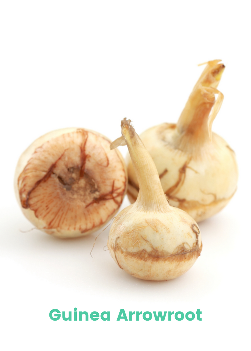 Arrowroot Bundle: Regular & Guinea Arrowroot – Sow Exotic