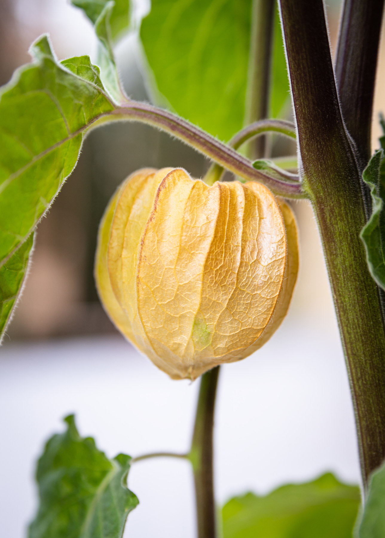 Aunt Molly's Ground Cherry Plant | Sow Exotic