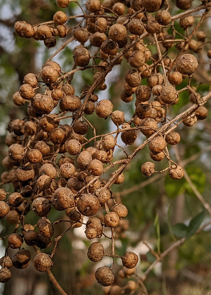 Henna (Lawsonia inermis) Plants For Sale - SowExotic.com – Sow Exotic