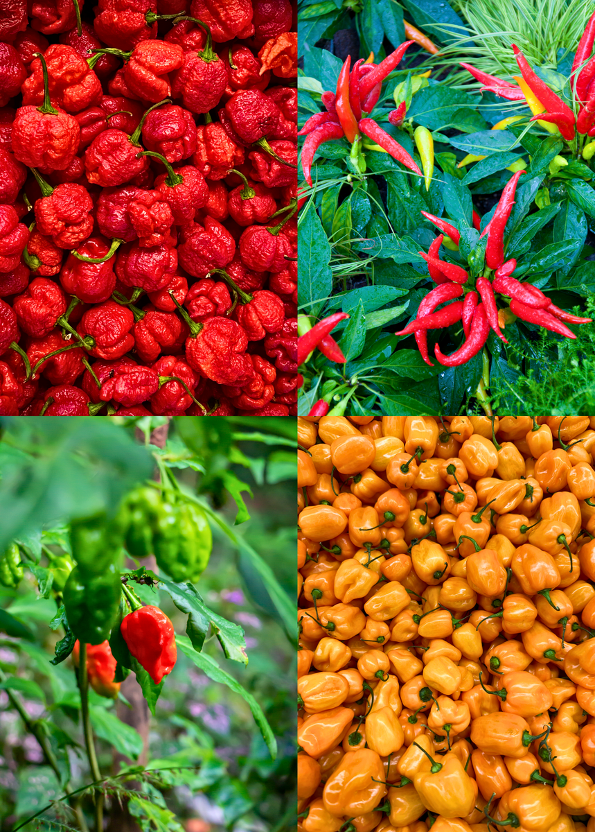 Hot Pepper Bundle: Thai Chili + Orange Habanero + Carolina Reaper – Sow ...