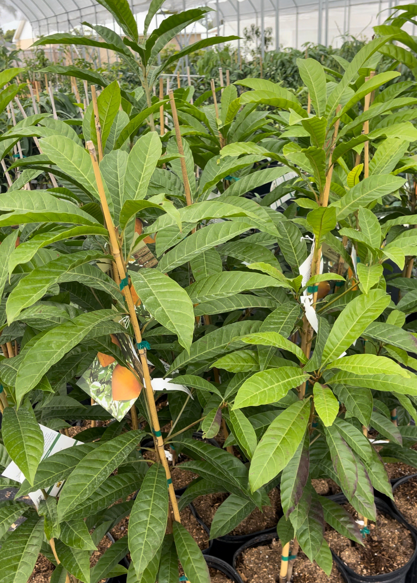 Bruce Canistel Pant - Rare Tropical Fruit Tree | Sow Exotic