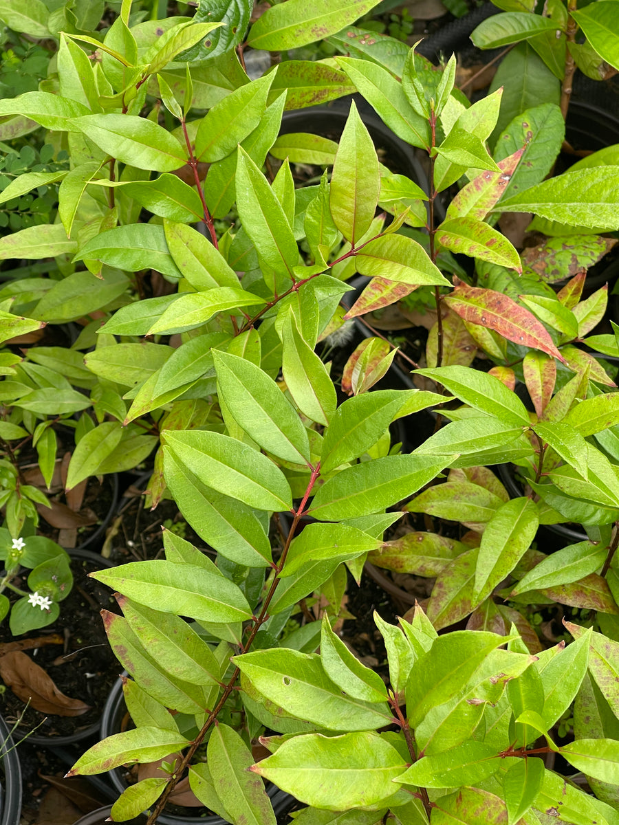 Cas Guava, Costa Rican Guava | Live Fruit Tree | Sow Exotic