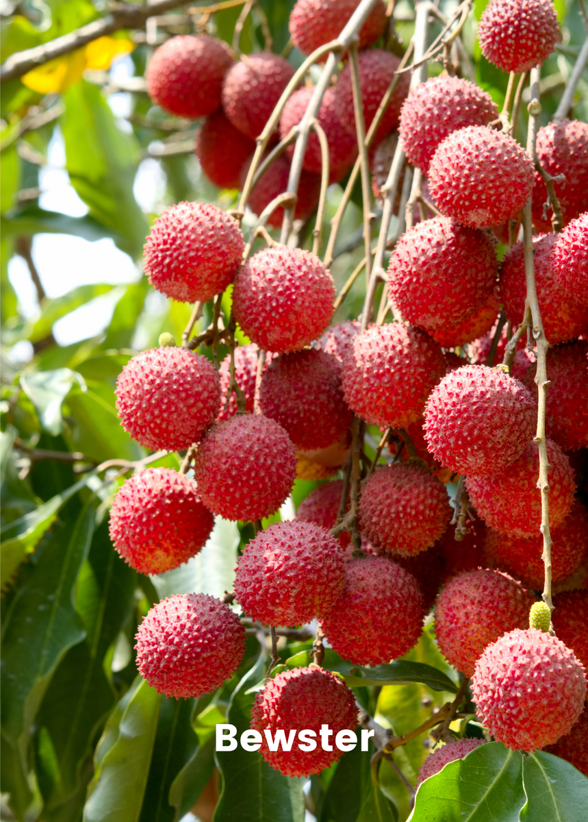 XL Lychee Bundle: ‘Brewster’ & ‘Sweetheart’ – Sow Exotic
