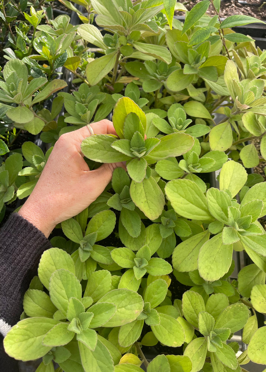 Panadol Herb Plants For Sale (Plectranthus caninus) - SowExotic.com ...