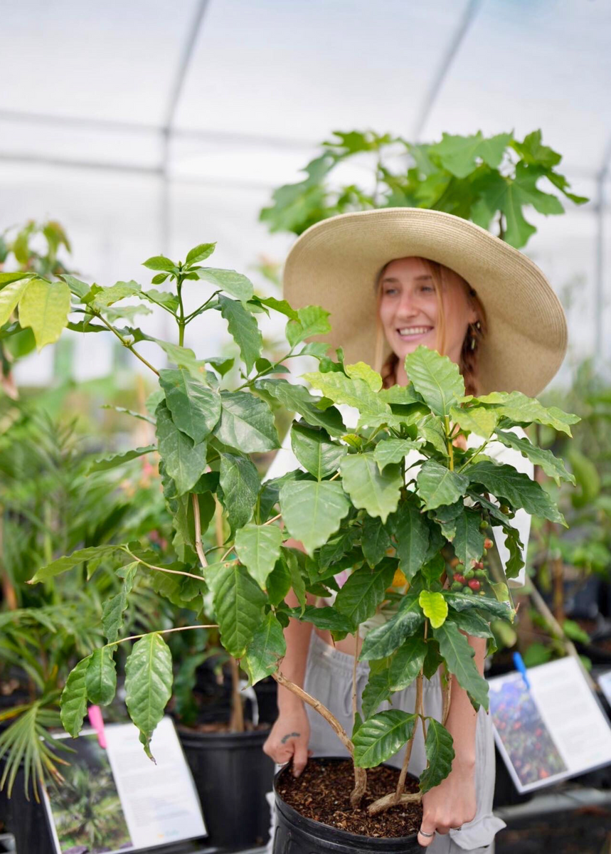 Coffee Plant | Live Fruit Tree | Sow Exotic