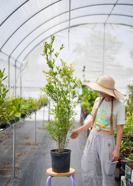 Shop Back in Stock - Rare Edible Plants For Sale - SowExotic.com – Sow ...