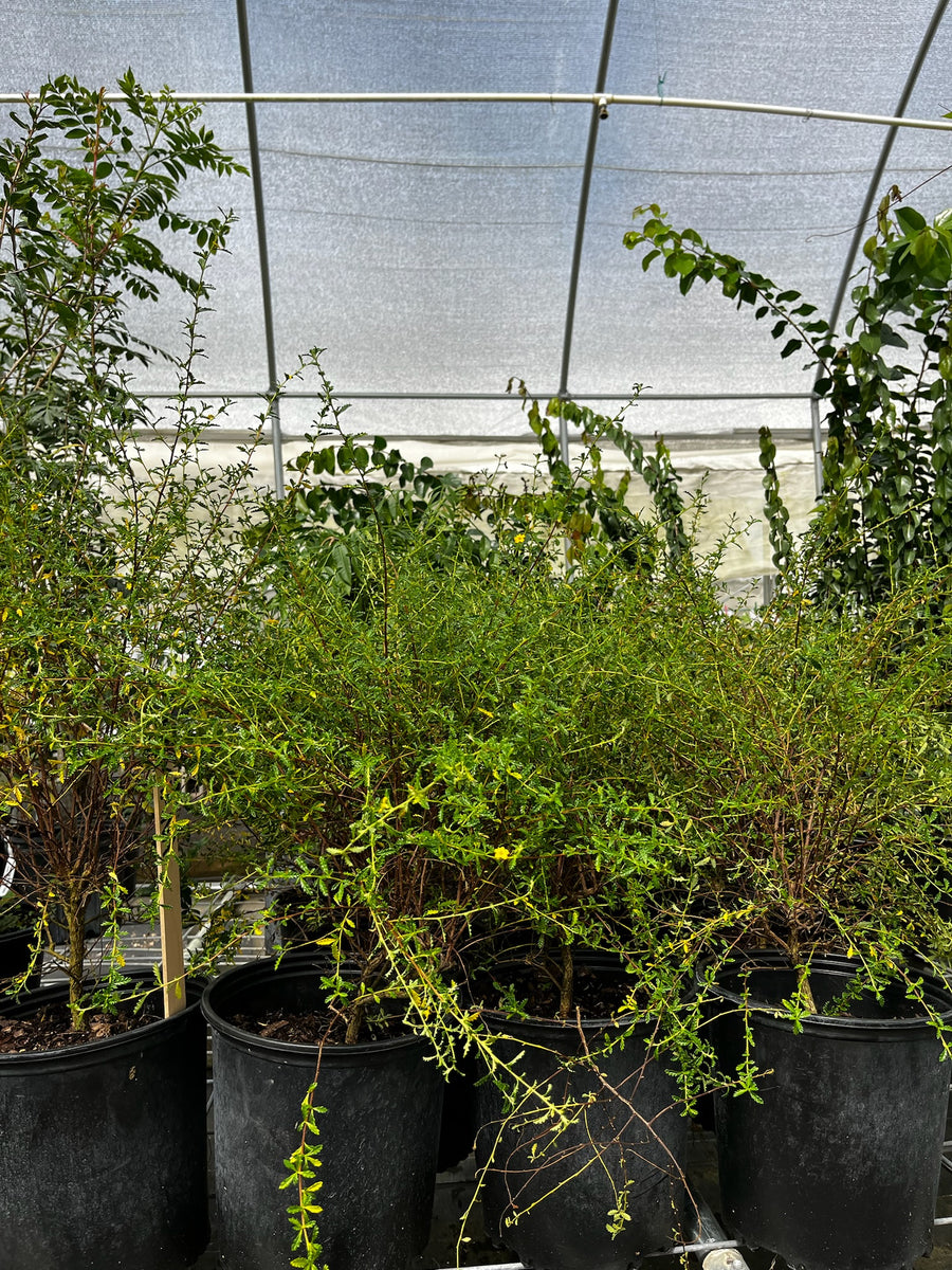 Very Rare Damiana Plants For Sale - SowExotic.com – Sow Exotic