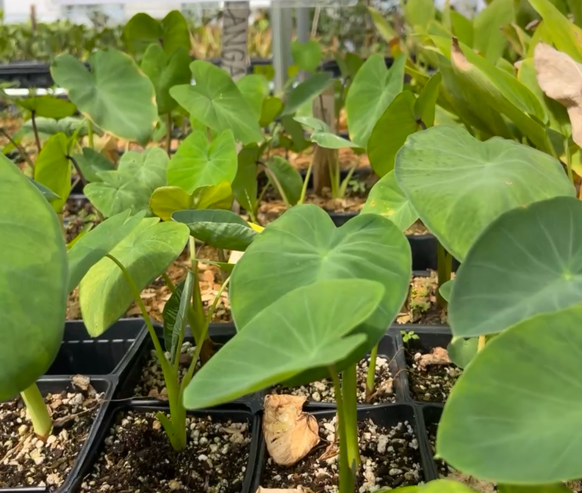 Malanga | Tropical Root | Sow Exotic