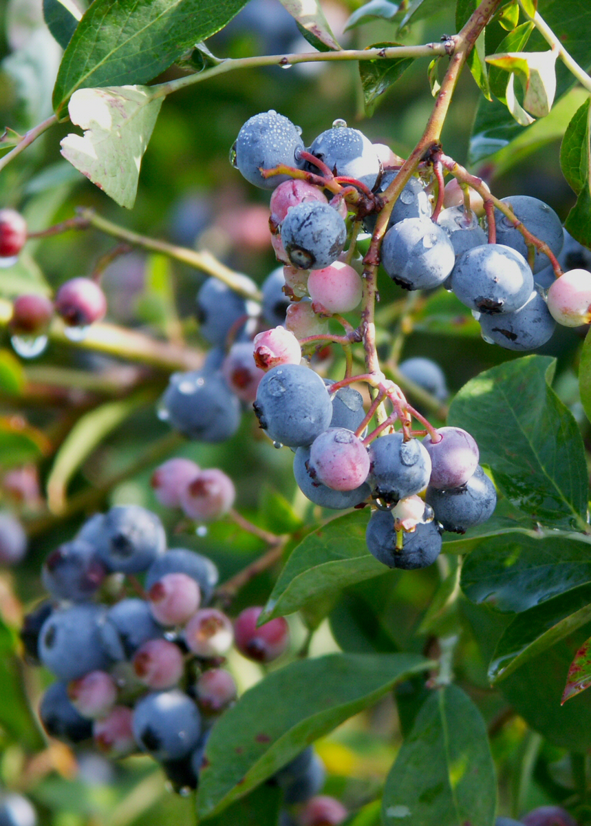 Jewel Blueberry Plants - Low Chill Florida Blueberry - SowExotic.com ...