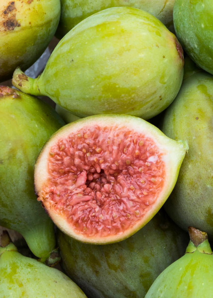 Italian Honey Fig Fruit Trees For Sale - SowExotic.com – Sow Exotic