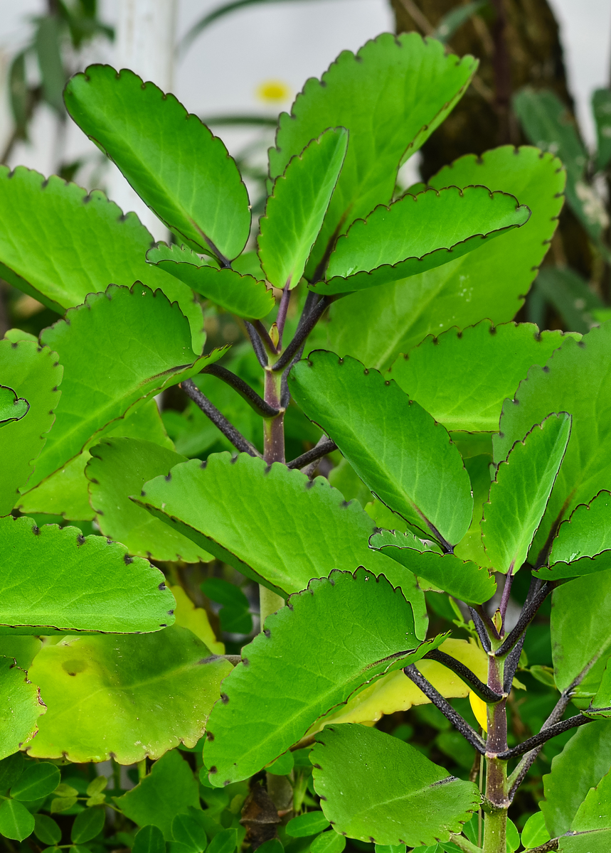 Leaf of Life Plant for Sale - SowExotic.com – Sow Exotic
