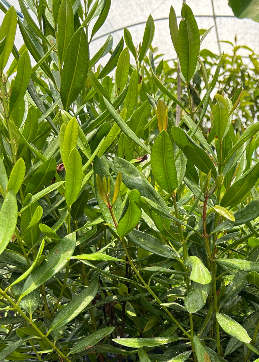 Lemon Bay Rum Plants For Sale - SowExotic.com – Sow Exotic