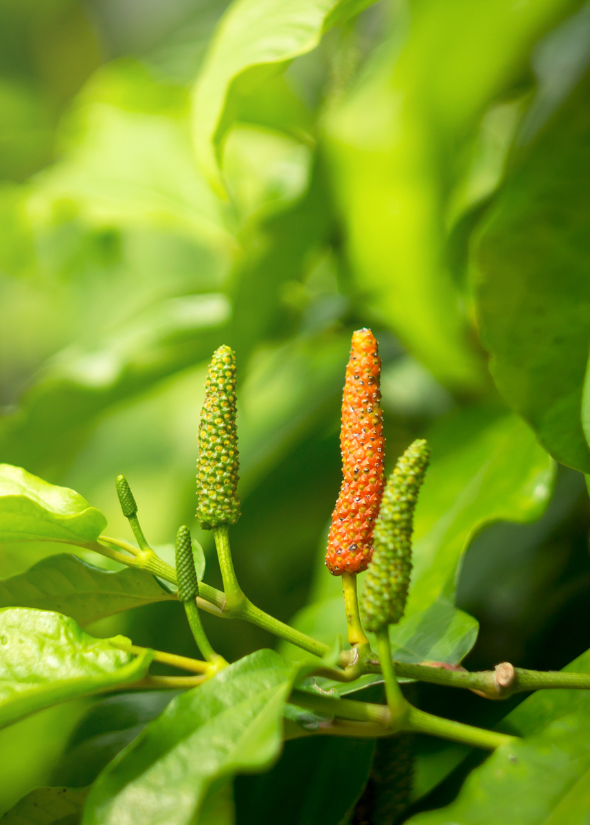 Rare Indian Long Pepper Plants For Sale - SowExotic.com – Sow Exotic