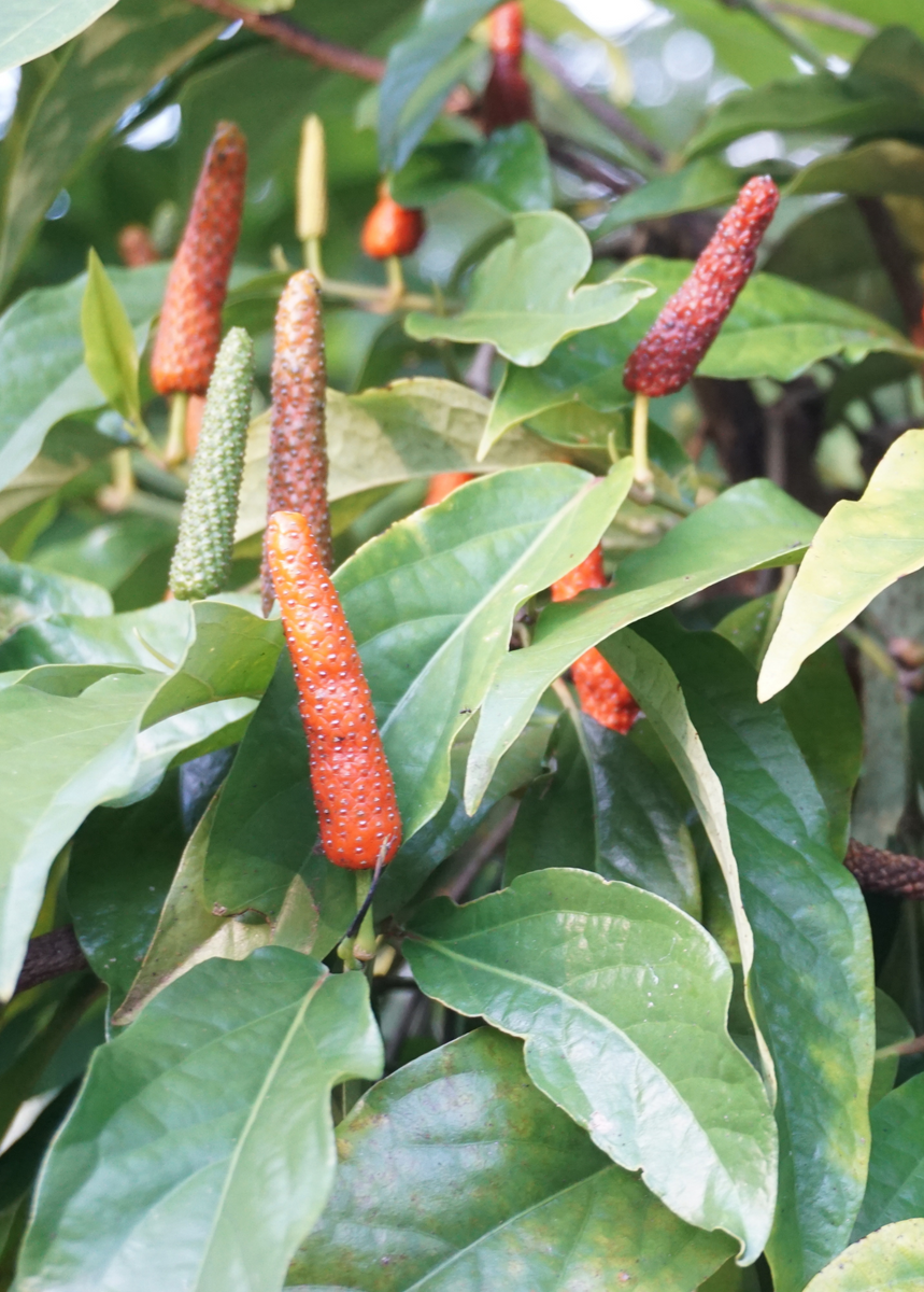 Rare Indian Long Pepper Plants For Sale - SowExotic.com – Sow Exotic