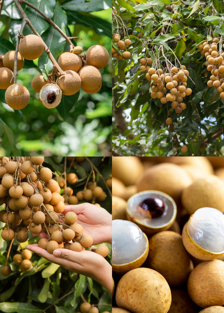 Longan Tree Fruit
