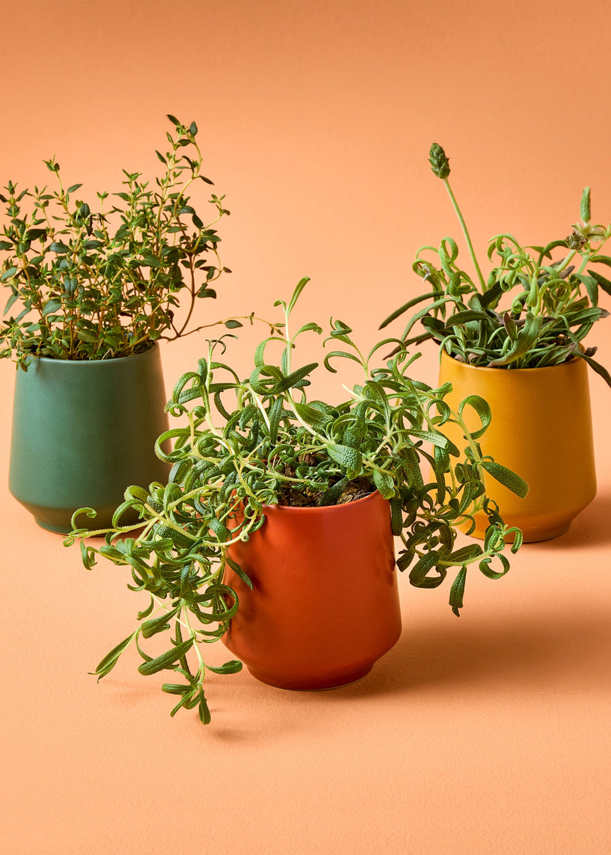 Rooted Candles – Sow Exotic