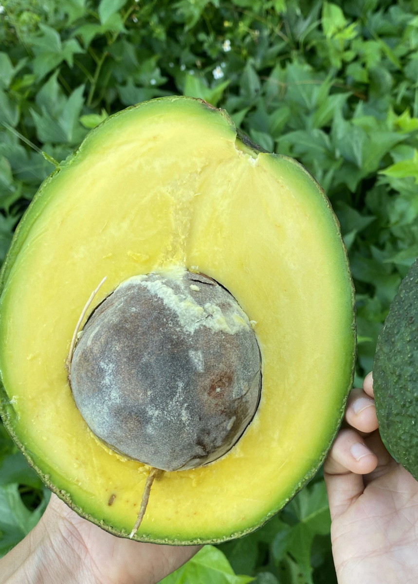 Marcus Pumpkin Avocado Fruit Tree For Sale - SowExotic.com – Sow Exotic