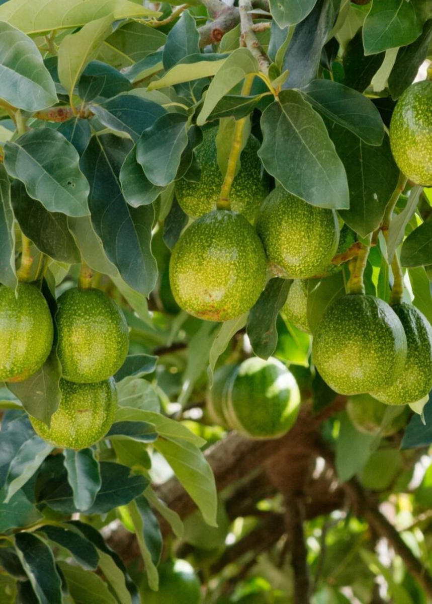Marcus Pumpkin Avocado Fruit Tree For Sale - SowExotic.com – Sow Exotic