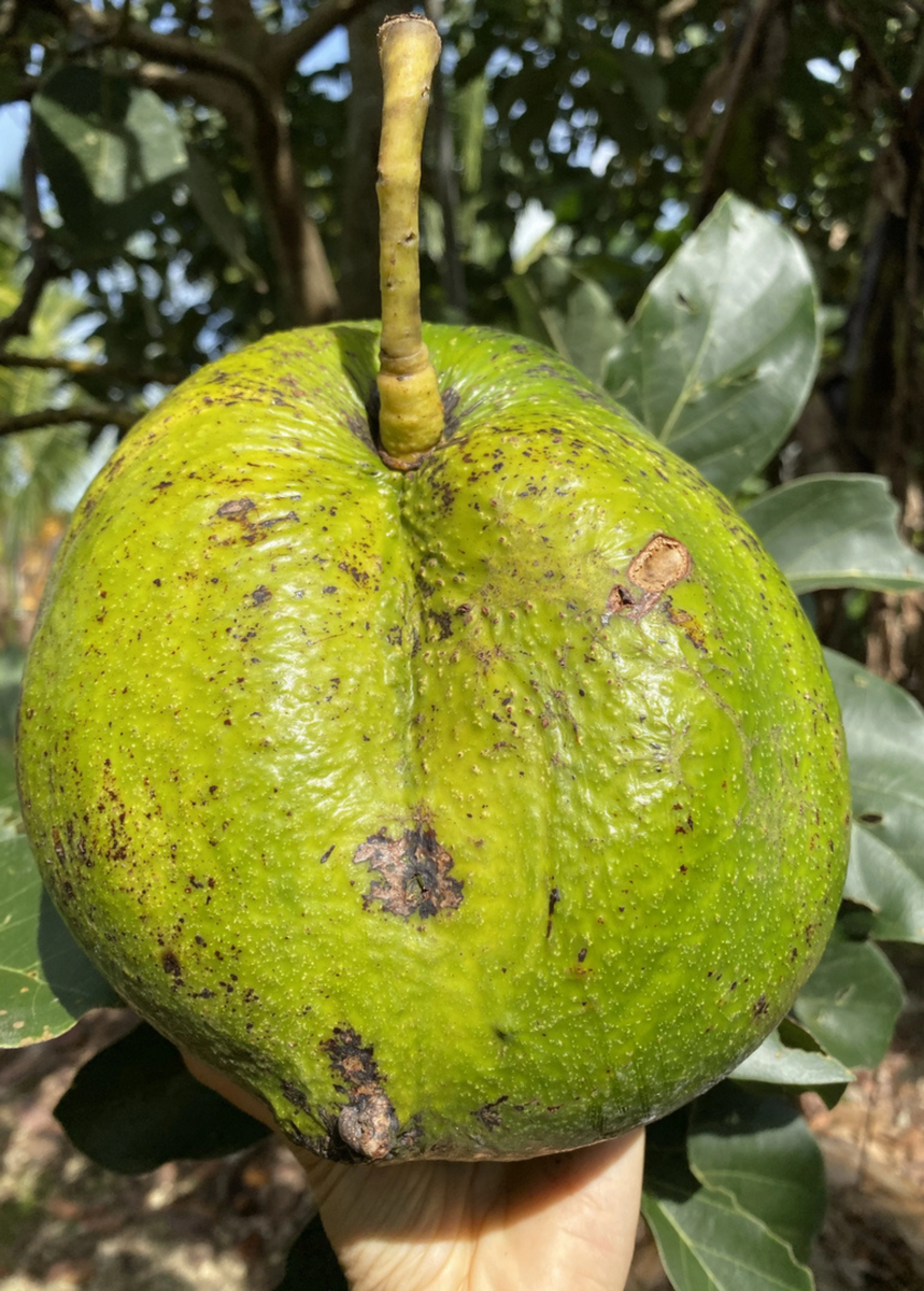 Marcus Pumpkin Avocado Fruit Tree For Sale - SowExotic.com – Sow Exotic