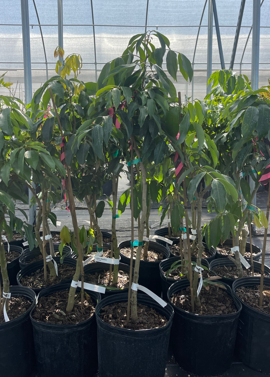 Mauritius Lychee | Tropical Fruit Tree | Sow Exotic