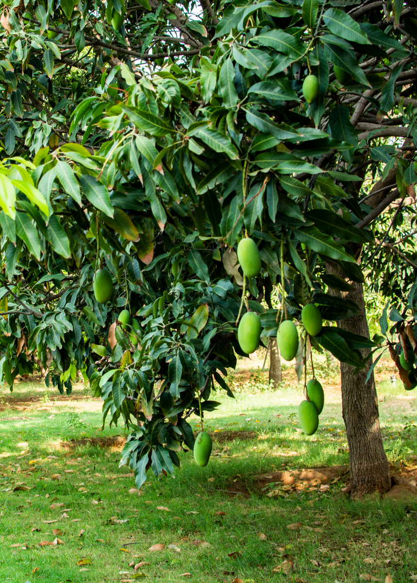 Miracle Mango (Choc-anon) Live Fruit Tree For Sale - SowExotic.com ...