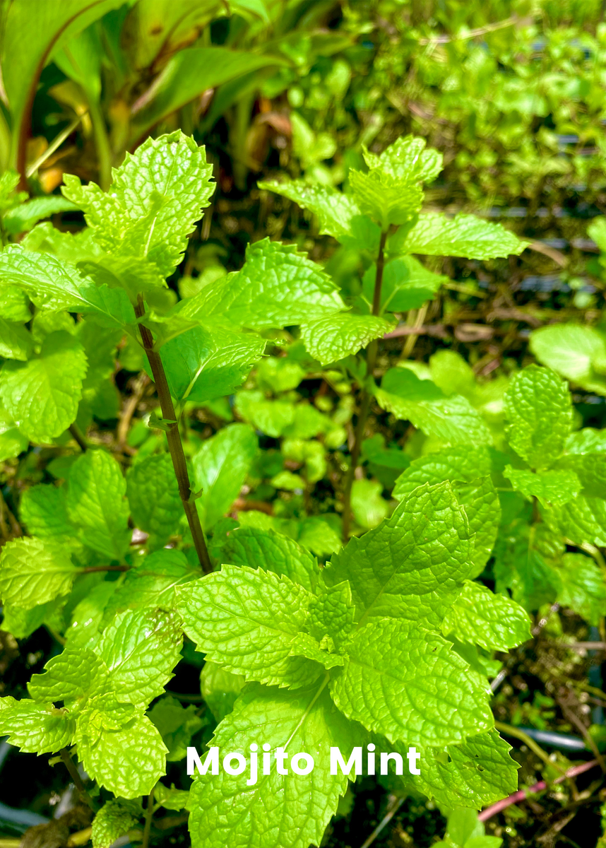 Mint Bundle: Vietnamese Mint, Moroccan Mint & Mojito Mint – Sow Exotic