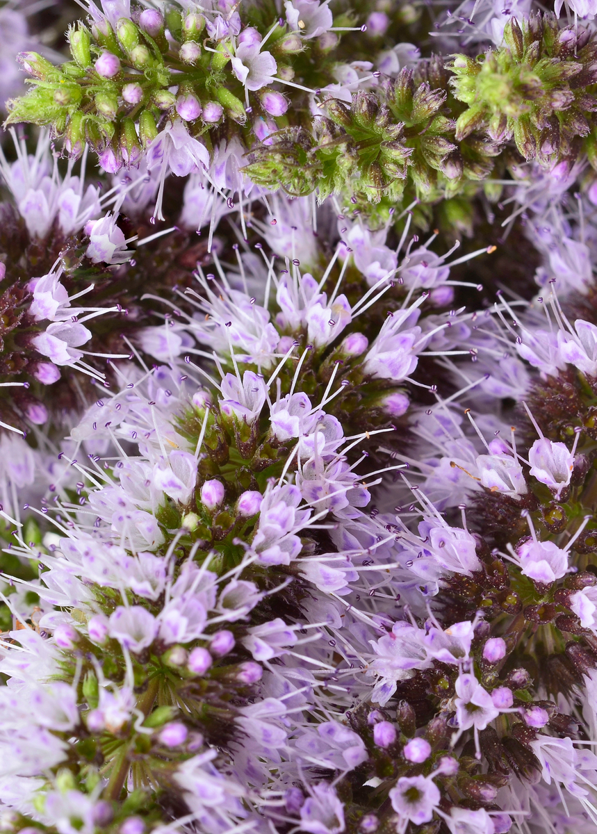 Moroccan Plants for Sale - SowExotic.com – Sow Exotic