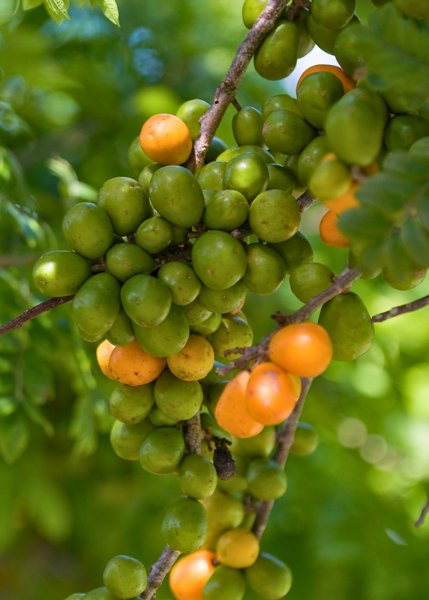 Orange Jocote Fruit Trees For Sale - SowExotic.com – Sow Exotic