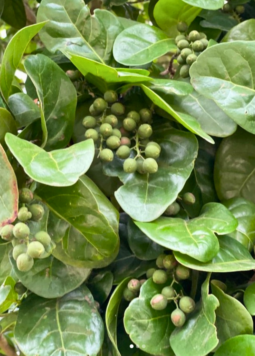 Live Pigeon Plum Plants for Sale - SowExotic.com – Sow Exotic