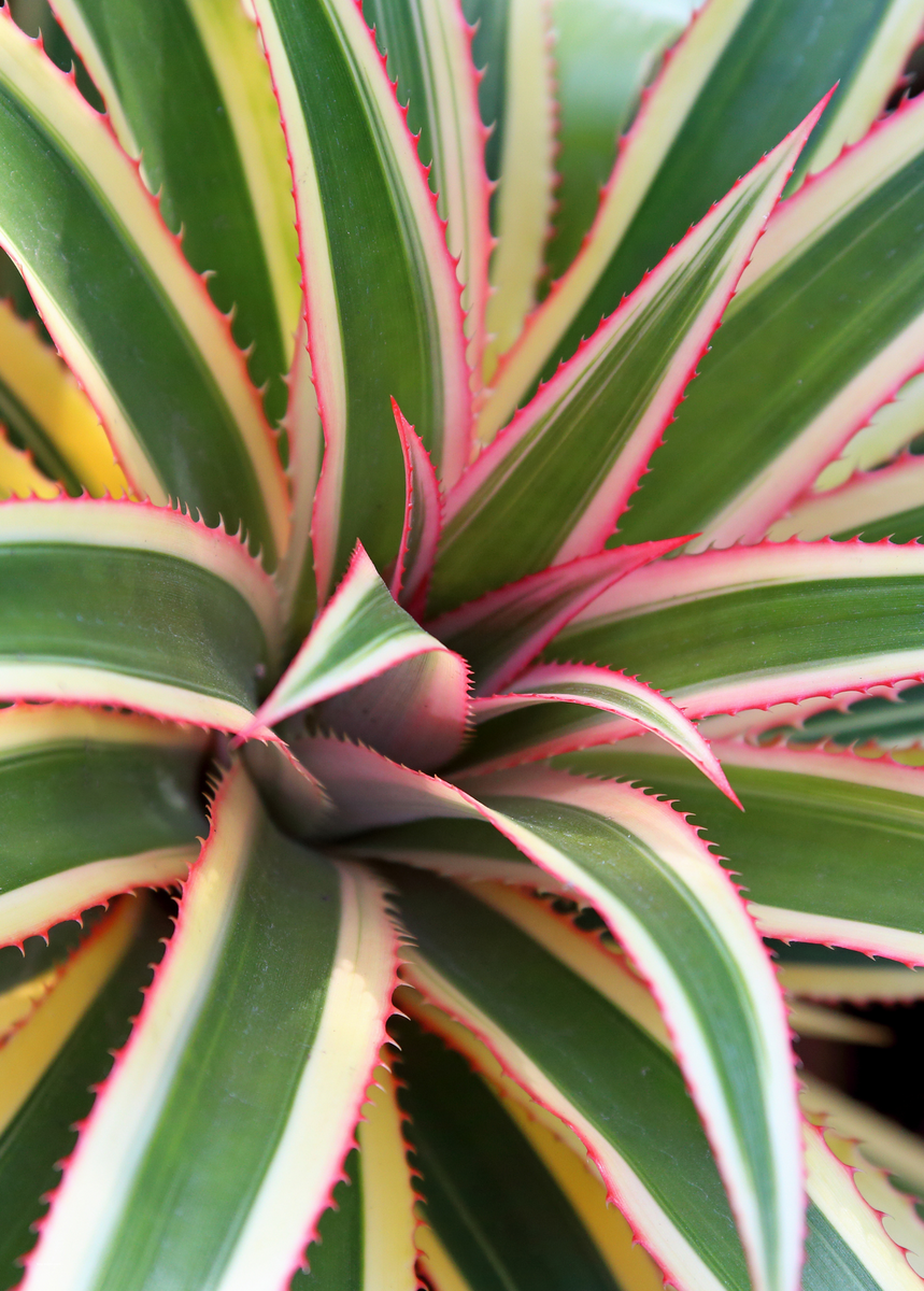 'Juicy' Variegated Pineapple Plants For Sale - SowExotic.com – Sow Exotic