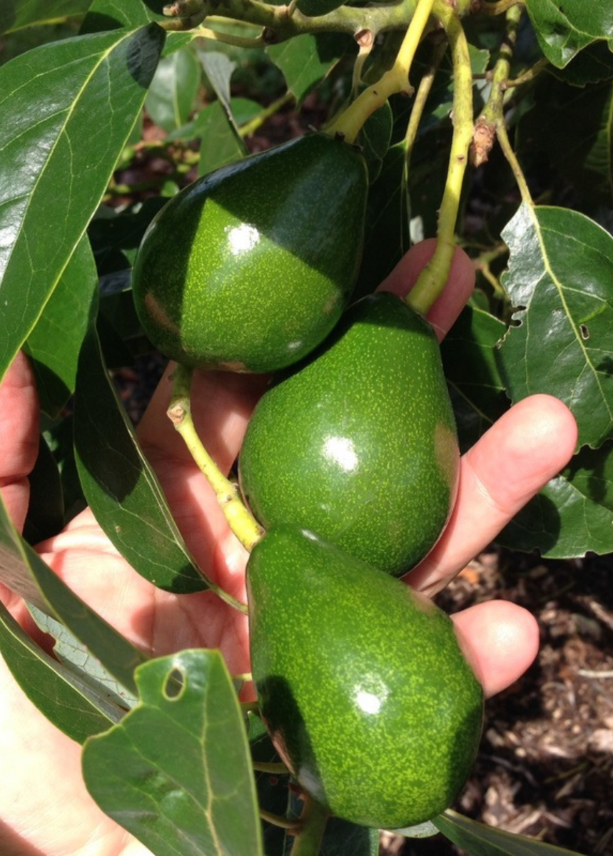 'Poncho' Avocado Fruit Trees For Sale - Sow Exotic